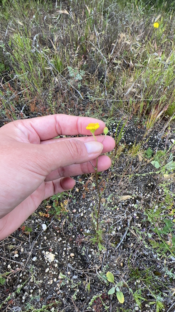 flowering plants from Temecula on March 24, 2024 at 05:30 PM by pema ...