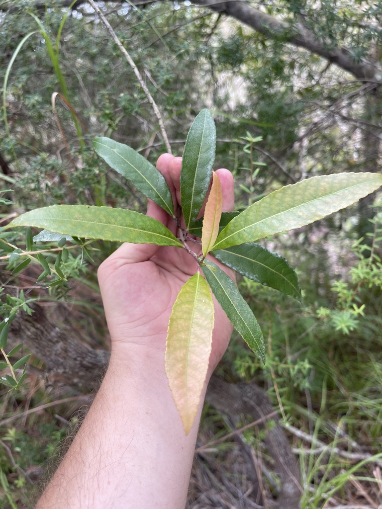 Blueberry ash from Grice Cr, Ningi, QLD, AU on March 23, 2024 at 02:47 ...