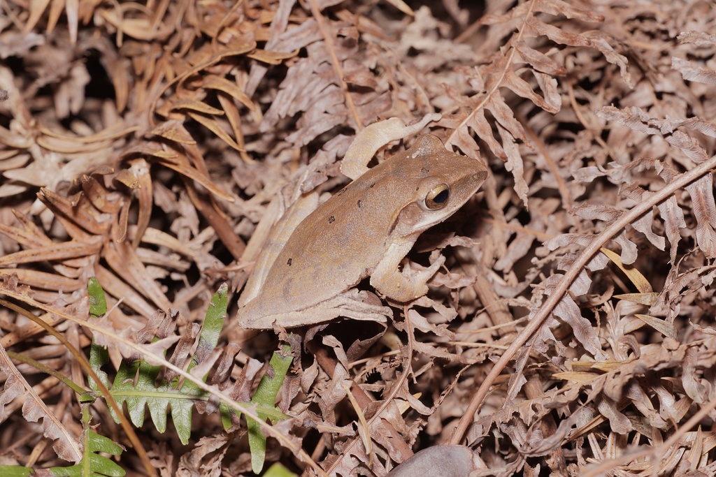 whipping frogs from 南漈山, 宁德市, 福建省, CN on March 24, 2024 at 09:02 PM by ...