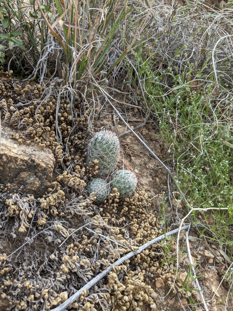 Graham's nipple cactus from Tucson, AZ 85750, USA on March 23, 2024 at ...