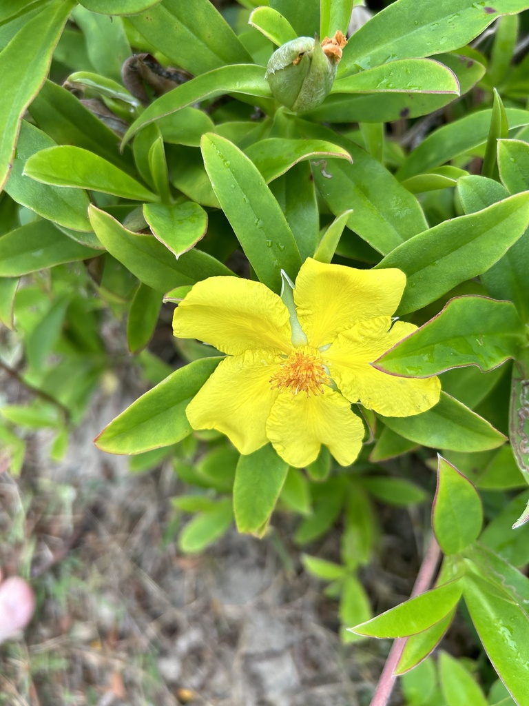 Climbing Guinea flower from Hedges Ave, Mermaid Beach, QLD, AU on March 25, 2024 at 12:08 PM by ...