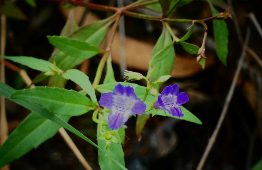 koala bells from Brisbane QLD, Australia on March 23, 2024 at 11:35 AM ...