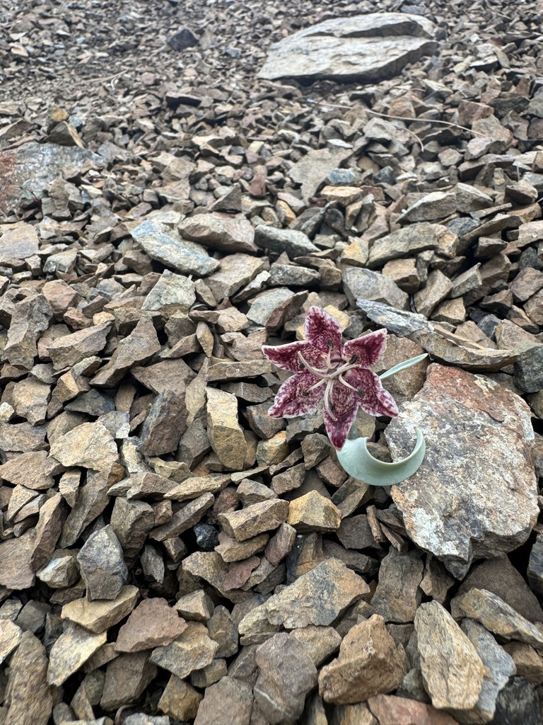 Talus Fritillary in March 2024 by CeCe (Concetta) Hurst-Hart · iNaturalist