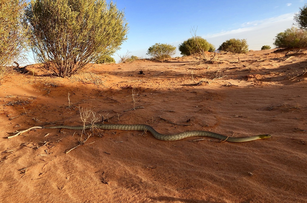 Woma Python from Quinyambie SA 5440, Australia on March 24, 2019 at 07: ...