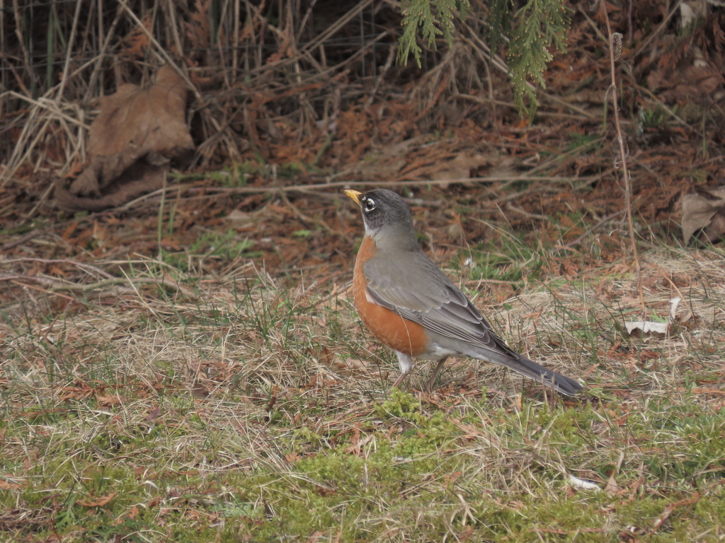 American Robin from Kitwanga, BC V0J 2A0, Canada on March 17, 2024 at ...