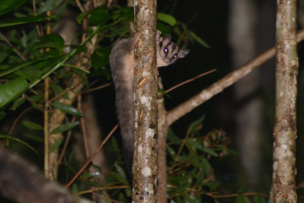 Sugar Glider from Oxley Dr at Coombabah State Primary School, Hollywell ...