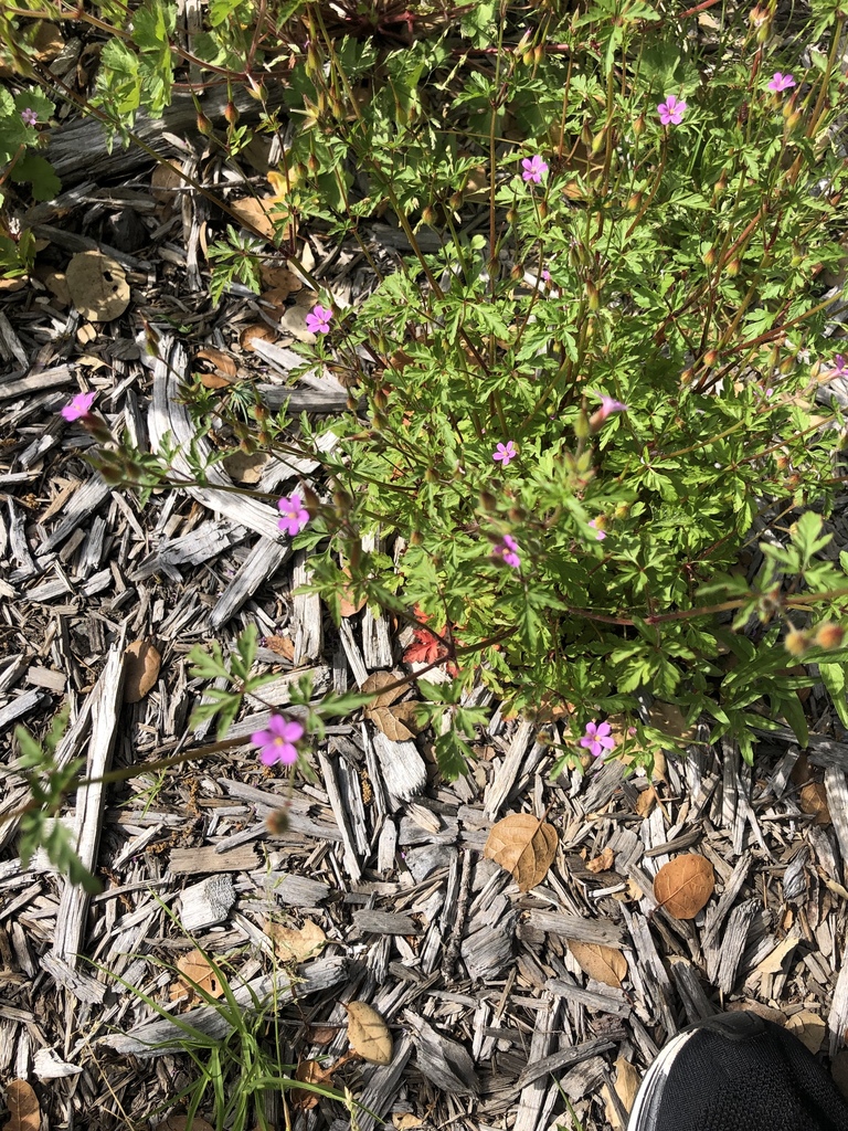 Little-Robin from University of California, Berkeley, Berkeley, CA, US ...