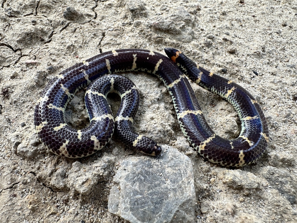 Burmese pipe snake from Mandalay, MM on March 25, 2024 at 05:52 PM by ...