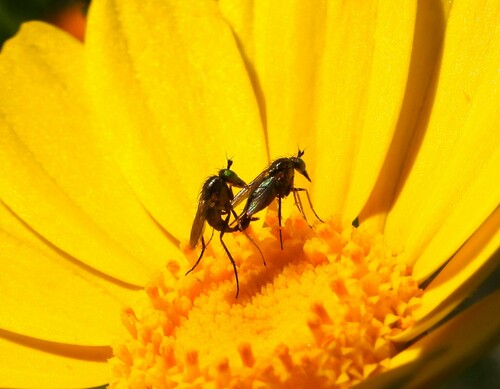 Ortochile soccata · iNaturalist