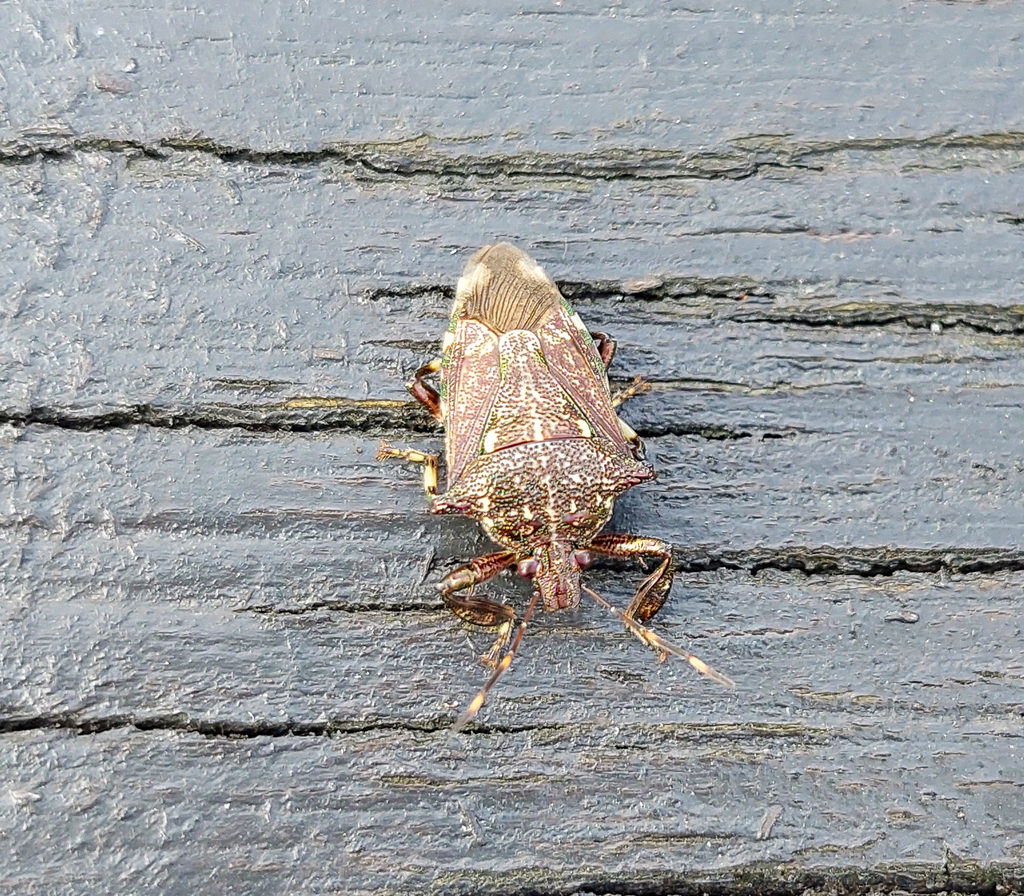 Eocanthecona concinna from Wenshan District, Taipei City, Taiwan 116 on ...