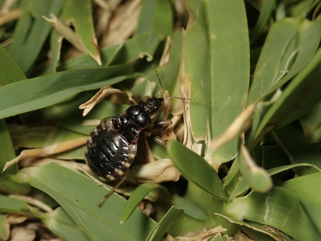 Millipede Assassin Bugs from 大浜, 石垣市, 沖縄県, JP on April 11, 2023 at 03: ...