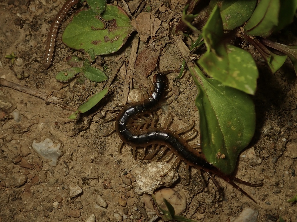 Otostigmus aculeatus from 伊原間, 石垣市, 沖縄県, JP on April 11, 2023 at 12:57 ...