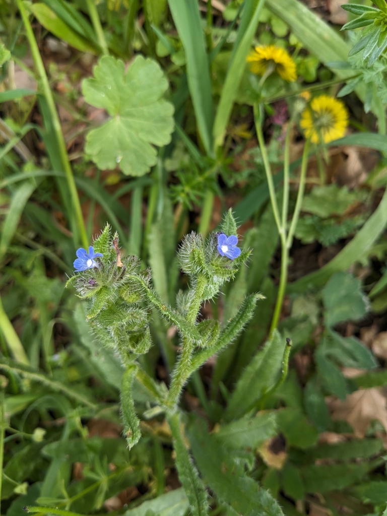 small bugloss from 69390 Millery, France on March 25, 2024 at 02:49 PM ...
