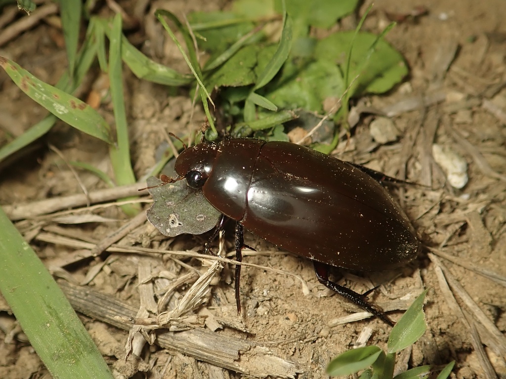 Hydrophilus bilineatus caschmirensis in April 2023 by 栗鼠 · iNaturalist