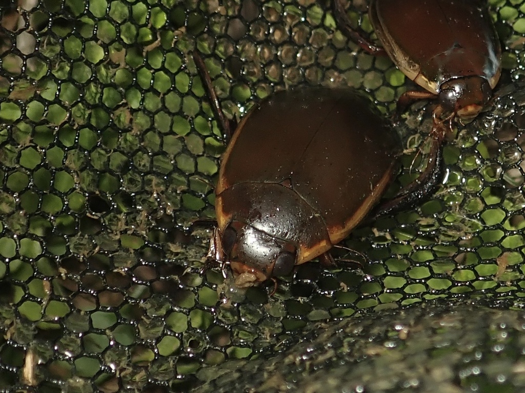 Cybister rugosus in April 2023 by 栗鼠 · iNaturalist
