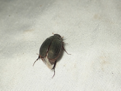 Maladera opima · iNaturalist