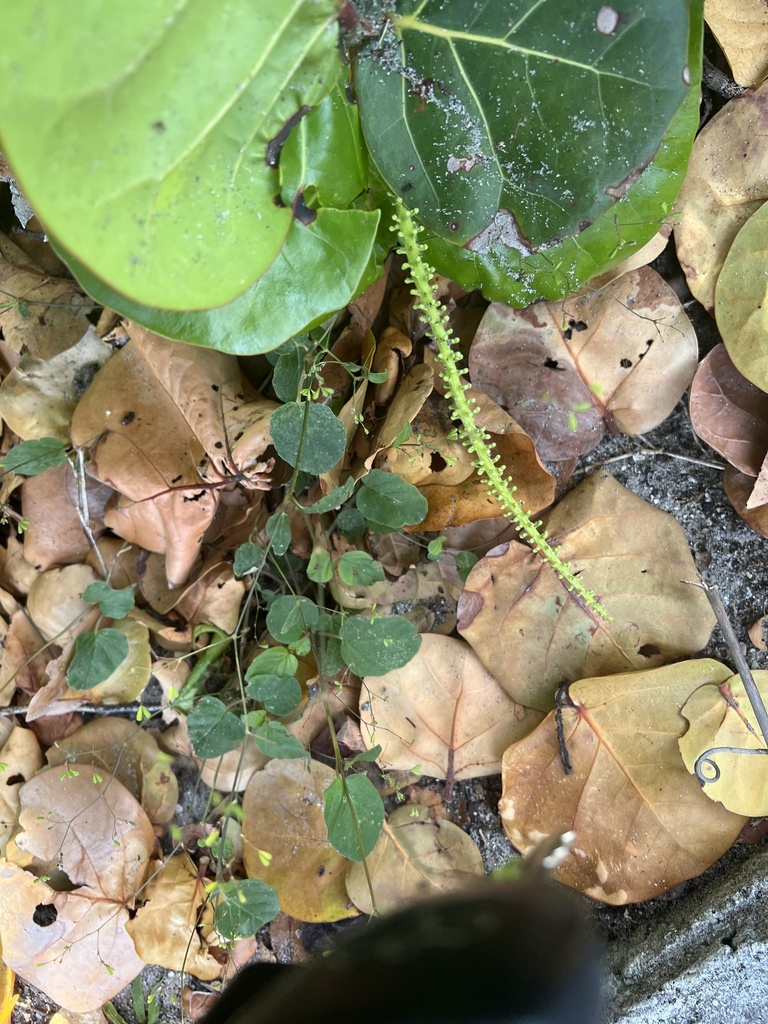 sea grape from Singer Island, Jupiter, FL, US on March 25, 2024 at 09: ...