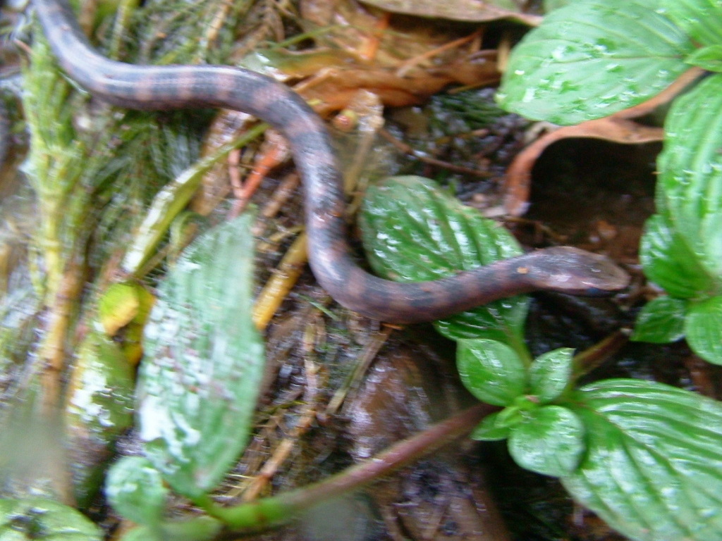 Günther's Black Snake from Bui, Cameroon on July 26, 2006 at 12:20 PM ...
