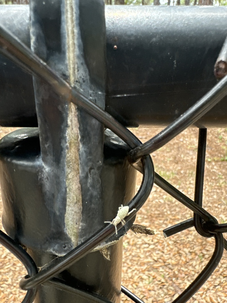 Little Leaf Notcher from Frederick Small Rd, Jupiter, FL, US on March ...