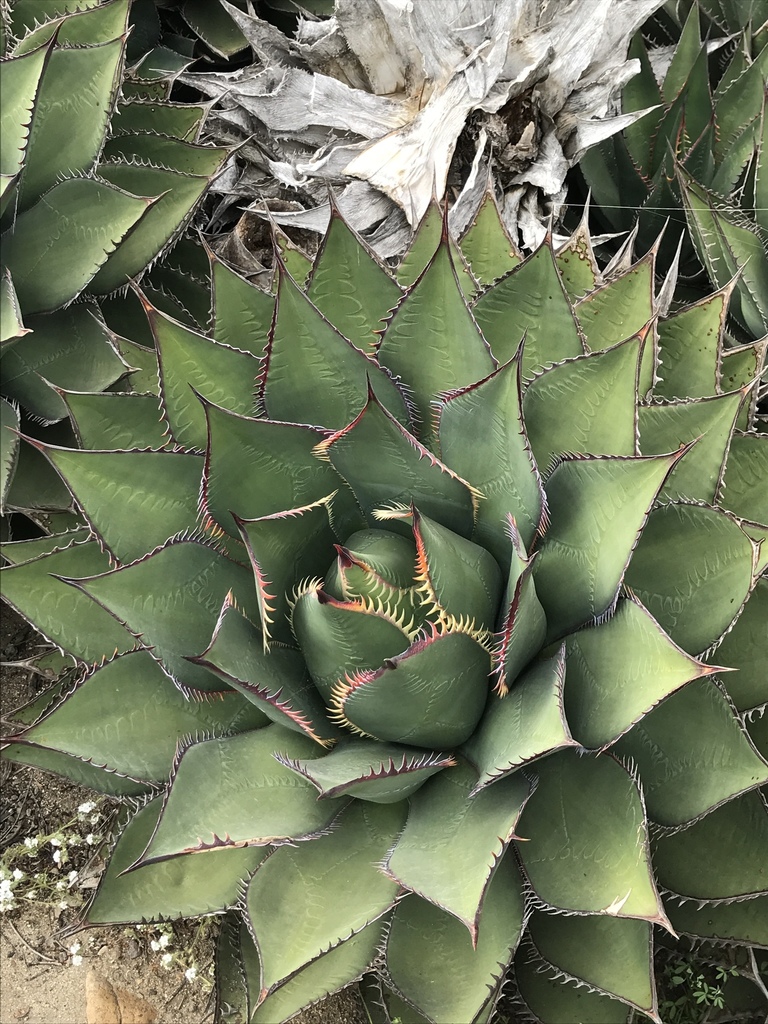 Shaw's Agave from Torrey Pines State Natural Reserve, San Diego, CA, US ...