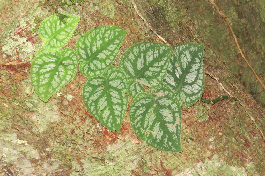 shingles plant from Tambopata, Peru on March 12, 2024 at 11:03 AM by ...