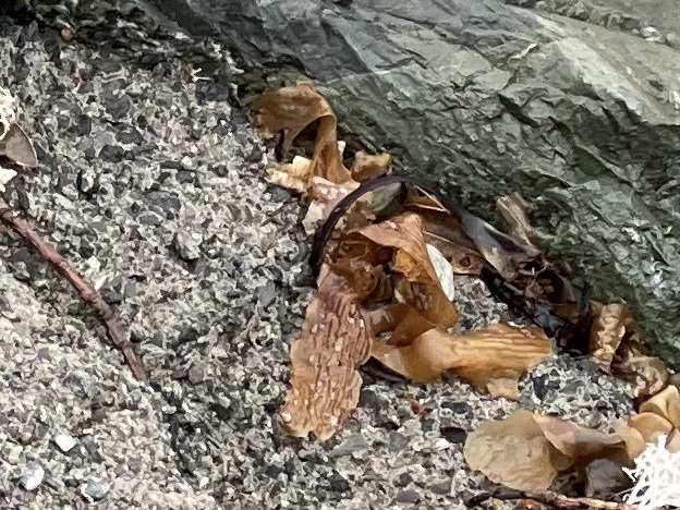 Common Kelp from Auckland, New Zealand on November 18, 2023 at 10:25 AM ...
