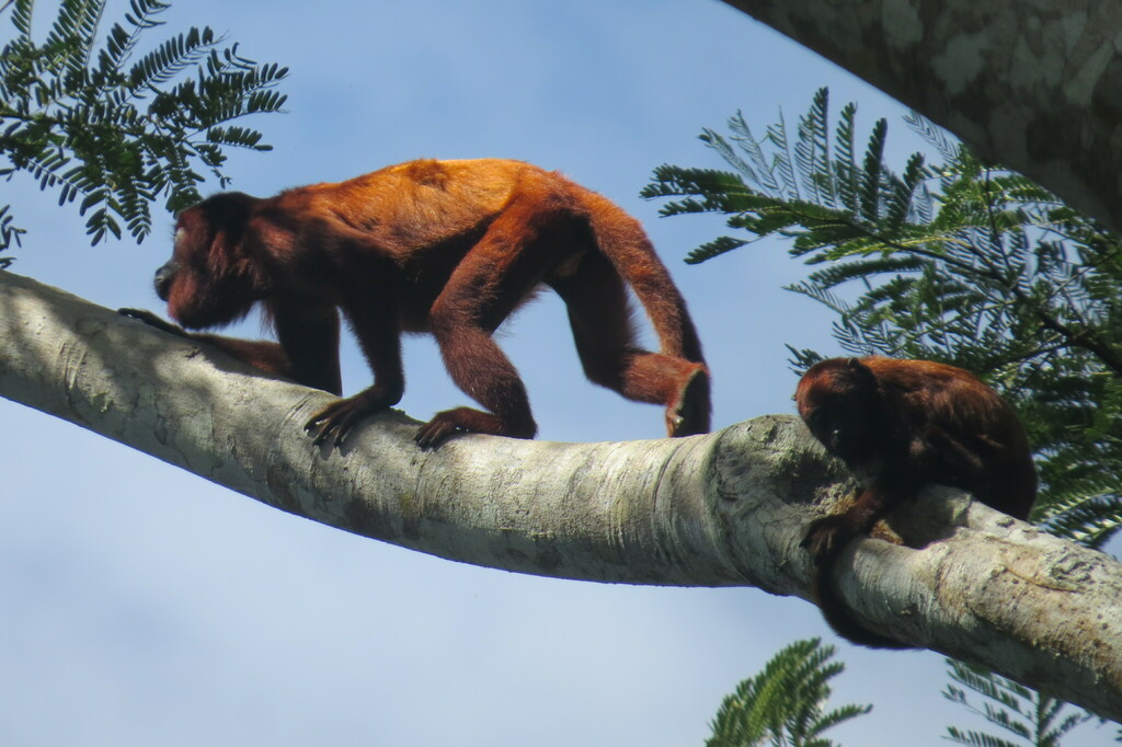 Purús Red Howler Monkey in March 2024 by Cade · iNaturalist