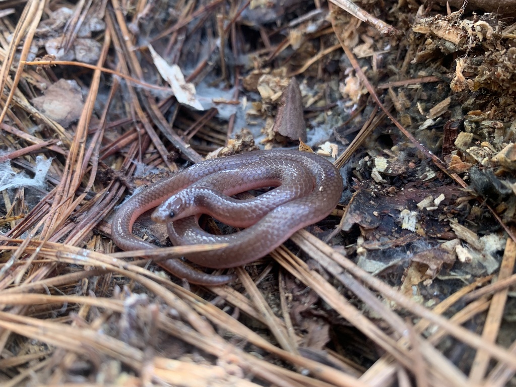 Eastern Worm Snake from Penrith Dr, Durham, NC, US on March 25, 2024 at ...