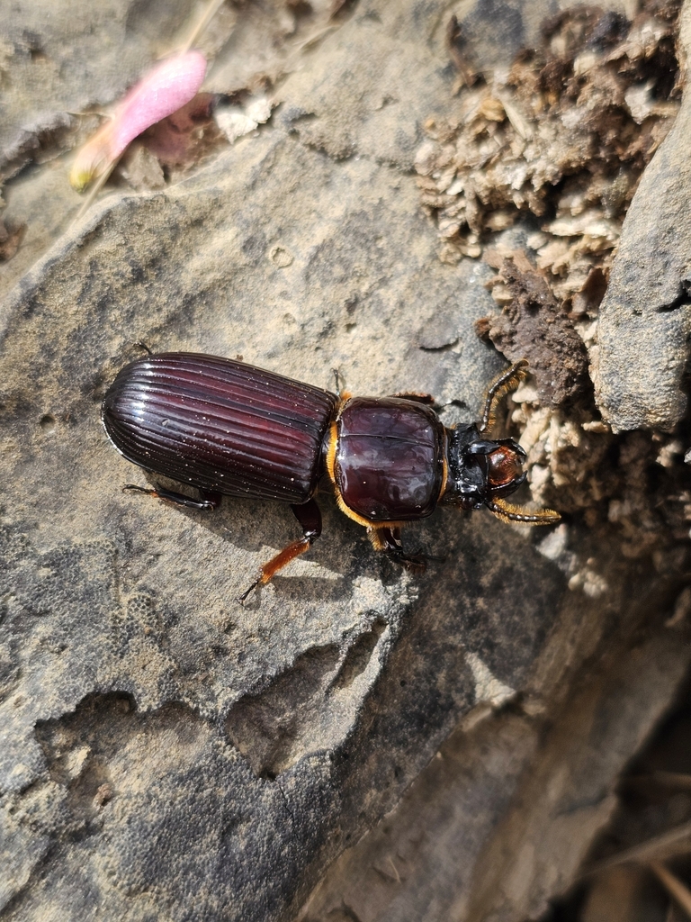 Horned Passalus Beetle in March 2024 by ilikebugss · iNaturalist