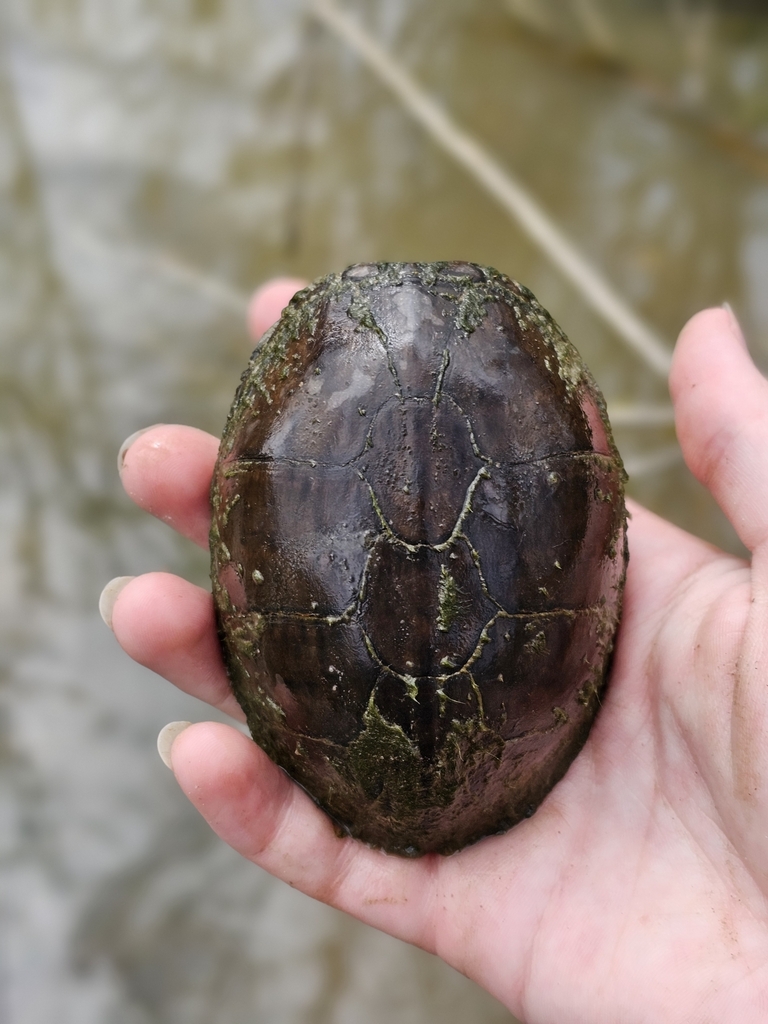 Eastern Musk Turtle in March 2024 by ilikebugss · iNaturalist