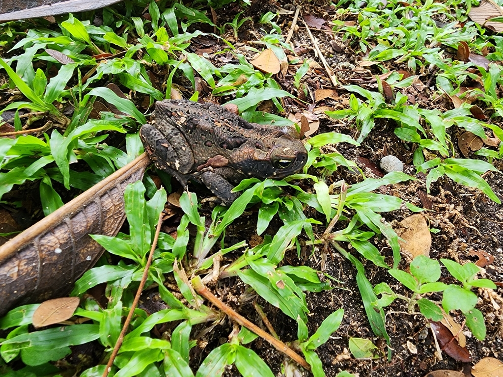 Cane Toad from 89CM+7VP, Fiji on March 26, 2024 at 07:39 AM by Nico ...