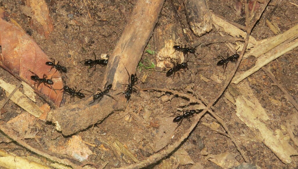 Wolf Ant from Tambopata, Peru on March 14, 2024 at 08:23 PM by Cade ...