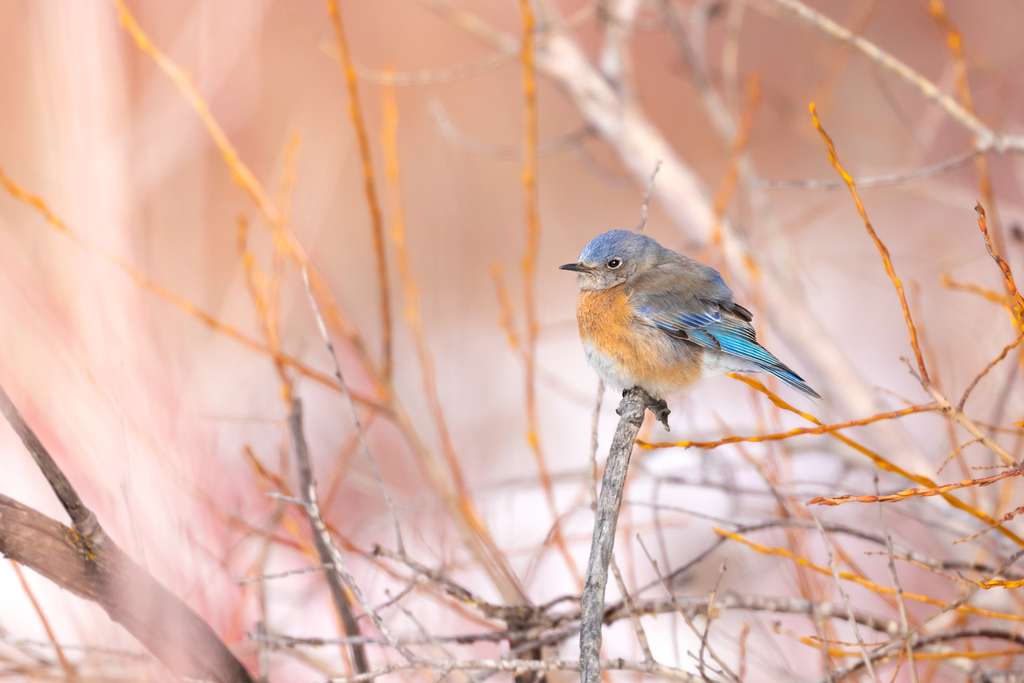 Western Bluebird from Southeast Calgary, Calgary, AB, Canada on March ...