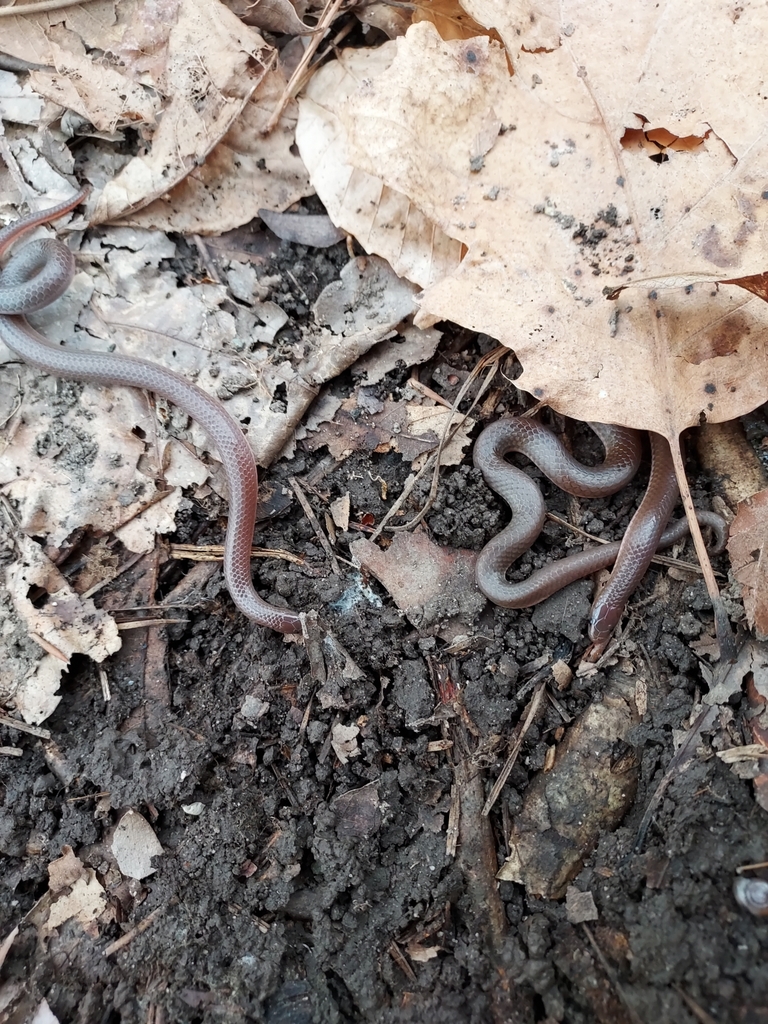 Eastern Worm Snake from Spring Valley, Durham, NC 27705, USA on March ...