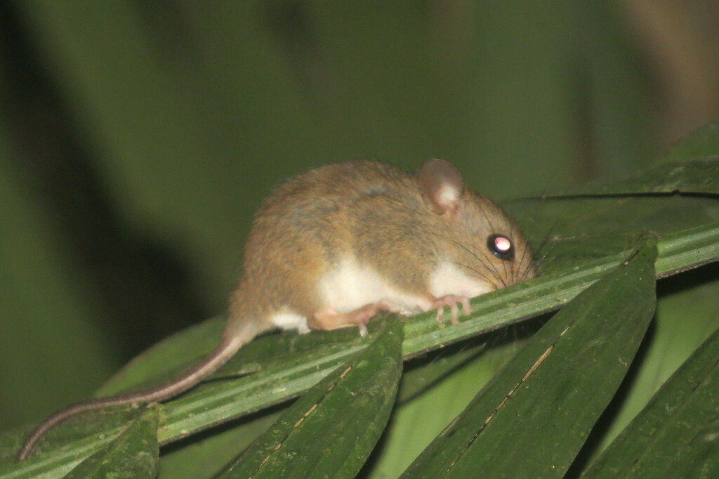 small-eared pygmy rice rat from Tambopata, Peru on March 15, 2024 at 09 ...