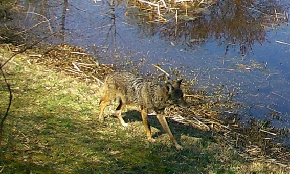Coyote from Pennsauken Township, NJ 08110, USA on March 15, 2024 by Rob ...