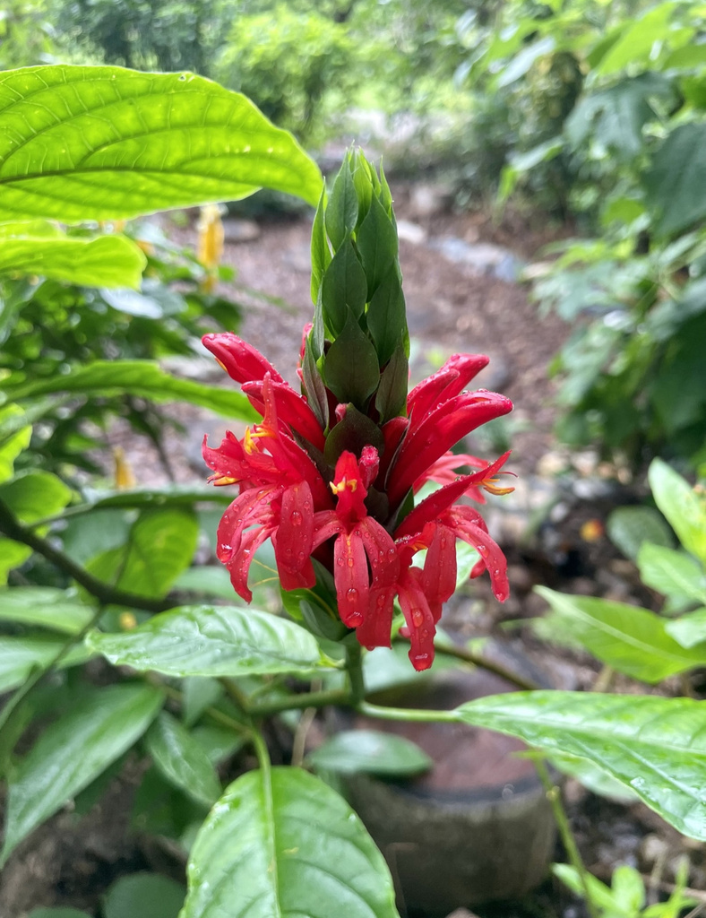 Cardinals Guard from Royal Botanic Gardens, Trinidad, Port of Spain ...