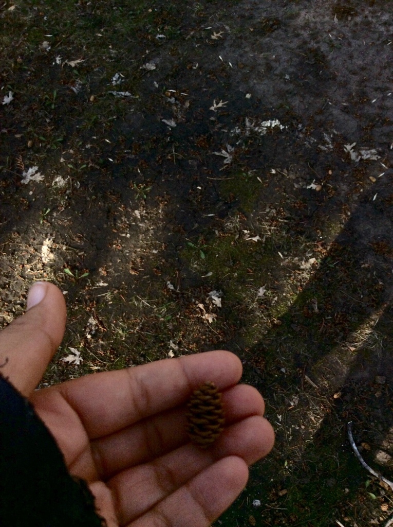 pine family from 329 Rose Ln, Little Canada, MN, US on April 26, 2019 ...