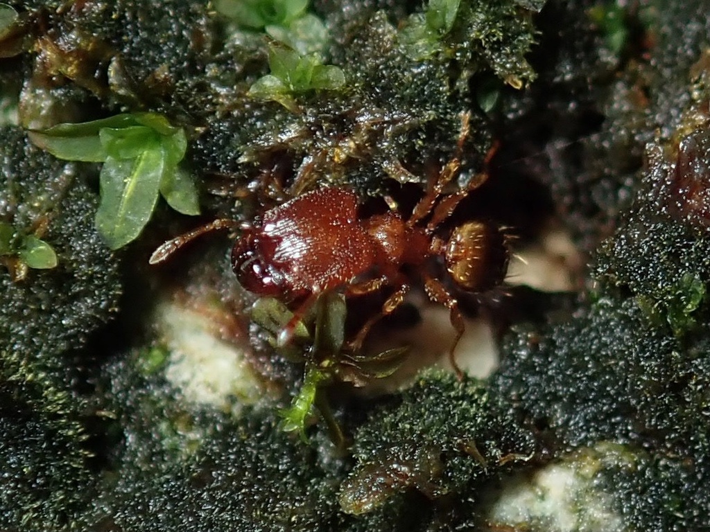 Pheidole ryukyuensis from 西表石垣国立公園, 石垣市, 沖縄県, JP on September 15, 2021 ...