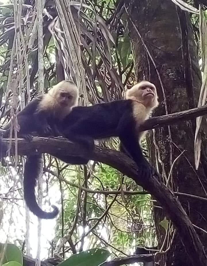 Central American white-faced capuchin by David Elizondo · iNaturalist