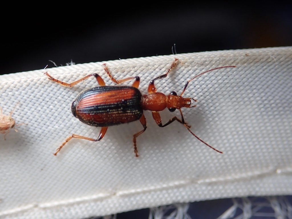 Drypta lineola virgata from 登野城, 石垣市, 沖縄県, JP on September 15, 2021 at ...