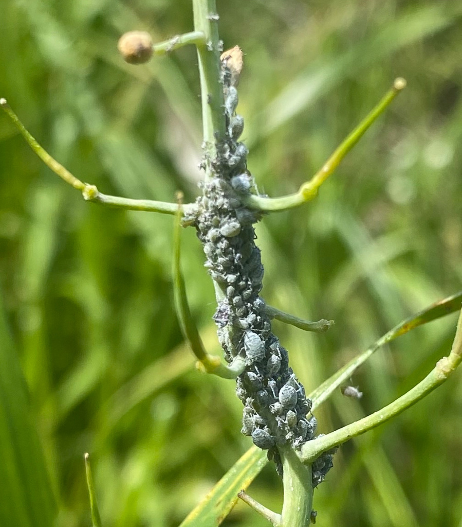 Cabbage Aphid from The Hill, Seal Beach, CA, US on March 25, 2024 at 01 ...