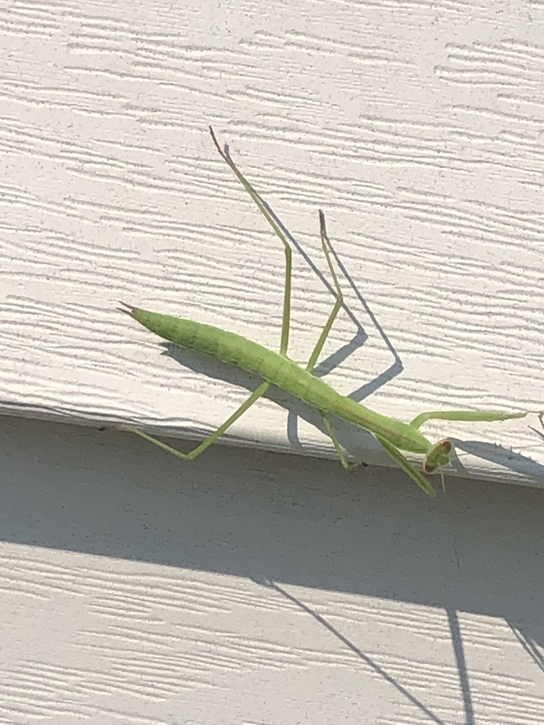 Chinese Mantis in July 2023 by Tyler Bonin. Likely hatched from ootheca ...