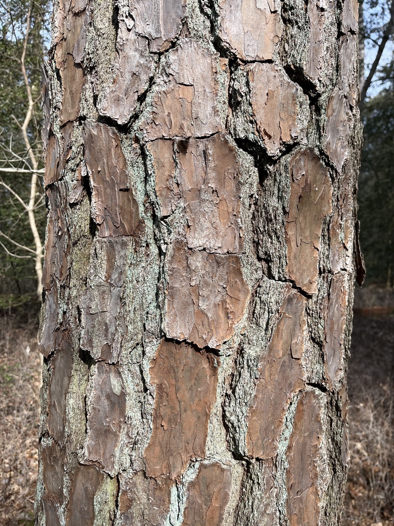 American hard pines from Trap Pond State Park, Laurel, DE, US on ...
