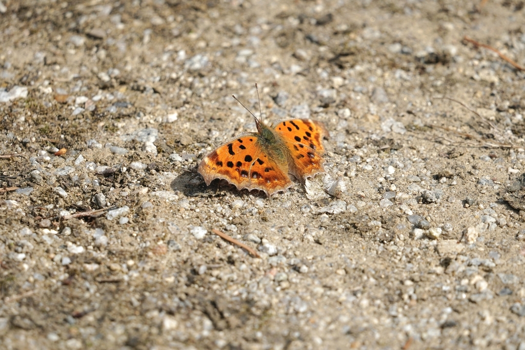 Asian Comma from 대한민국 인천광역시 강화군 on March 24, 2024 at 10:48 AM by 김주원 ...