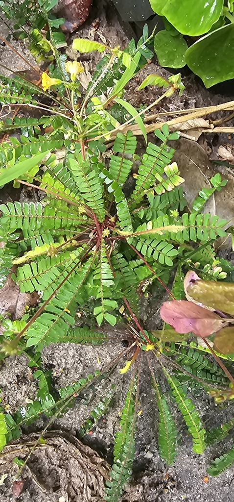 little tree plant from H839+CWH, Aryad South, Alappuzha, Kerala 688522 ...