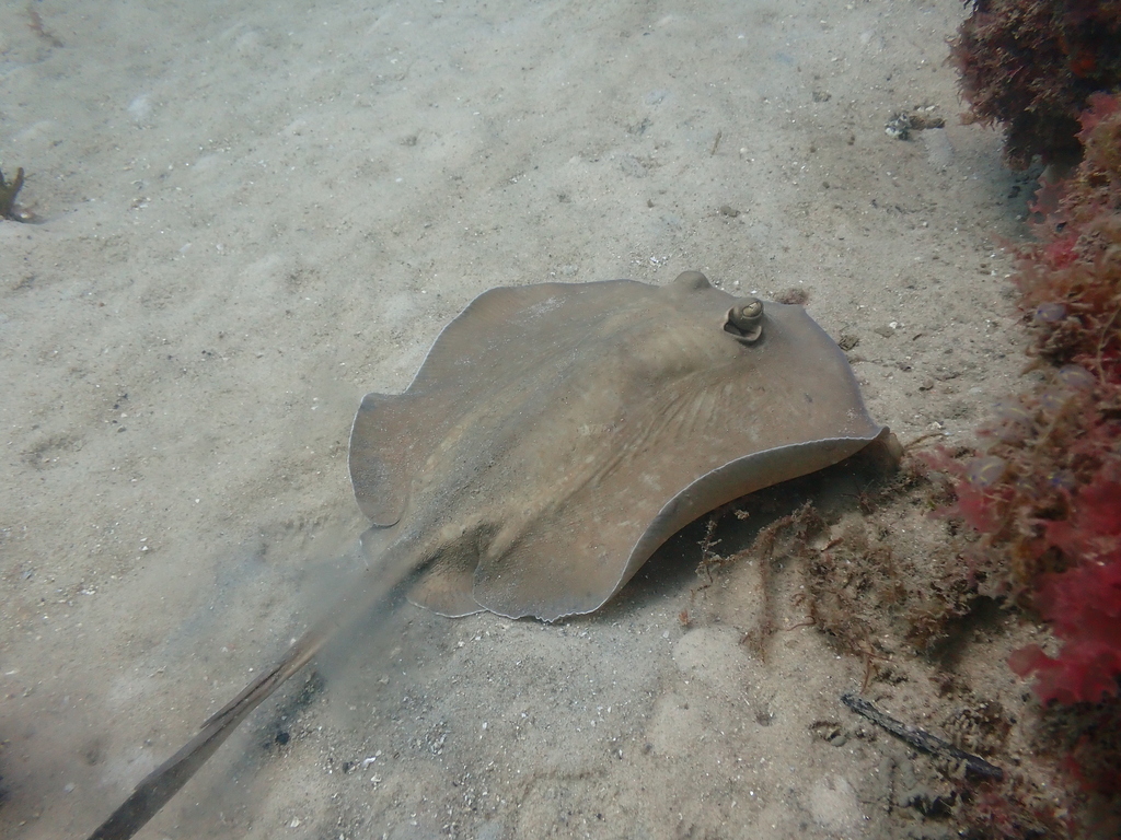 Common Stingaree from Little Beach on March 26, 2024 at 11:06 AM by ...