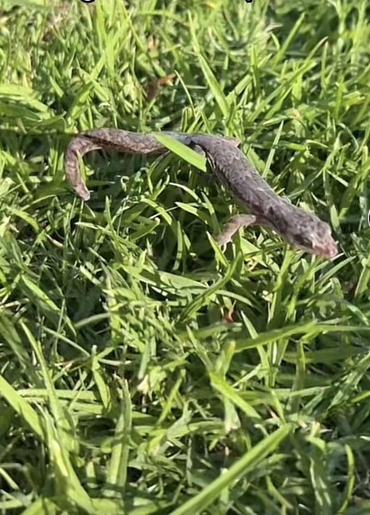 Mourning Gecko from Pullen Park, Raleigh, NC, US on March 20, 2024 at ...