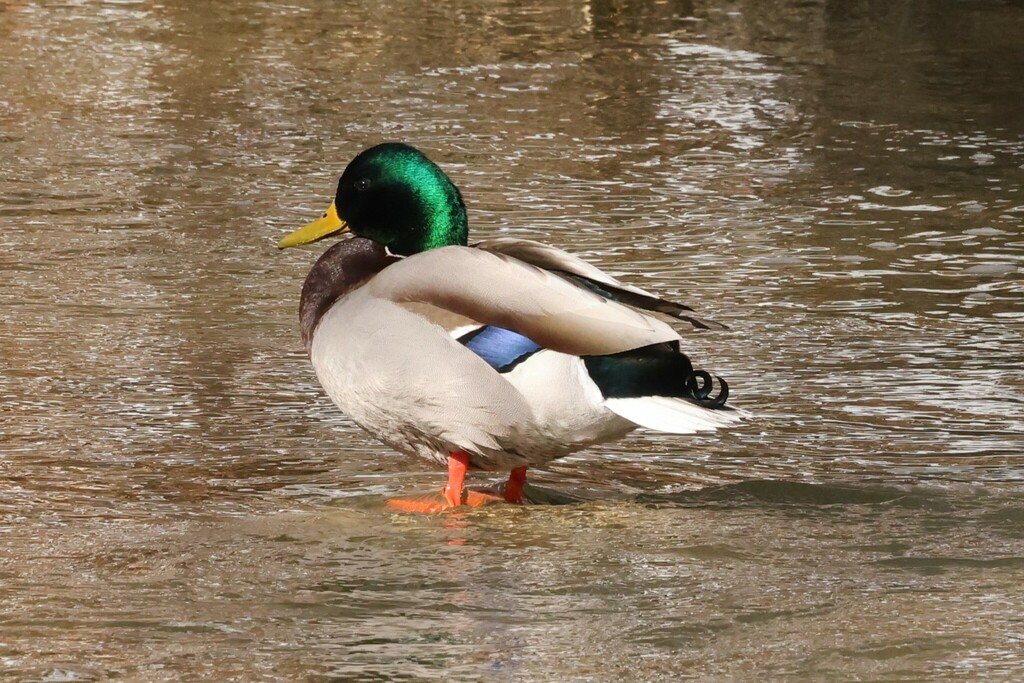 Mallard from Markham, ON, Canada on March 23, 2024 at 02:58 PM by ...