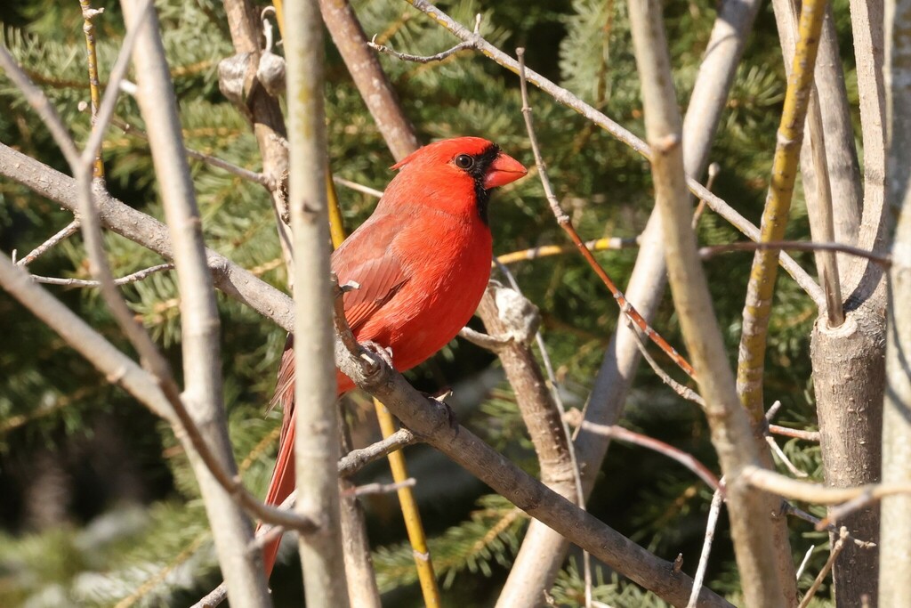 Northern Cardinal from Markham, ON, Canada on March 23, 2024 at 03:04 ...